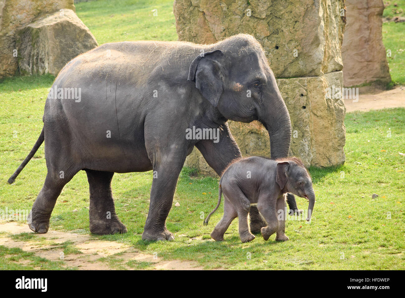 Asian calf hi-res stock photography and images - Alamy