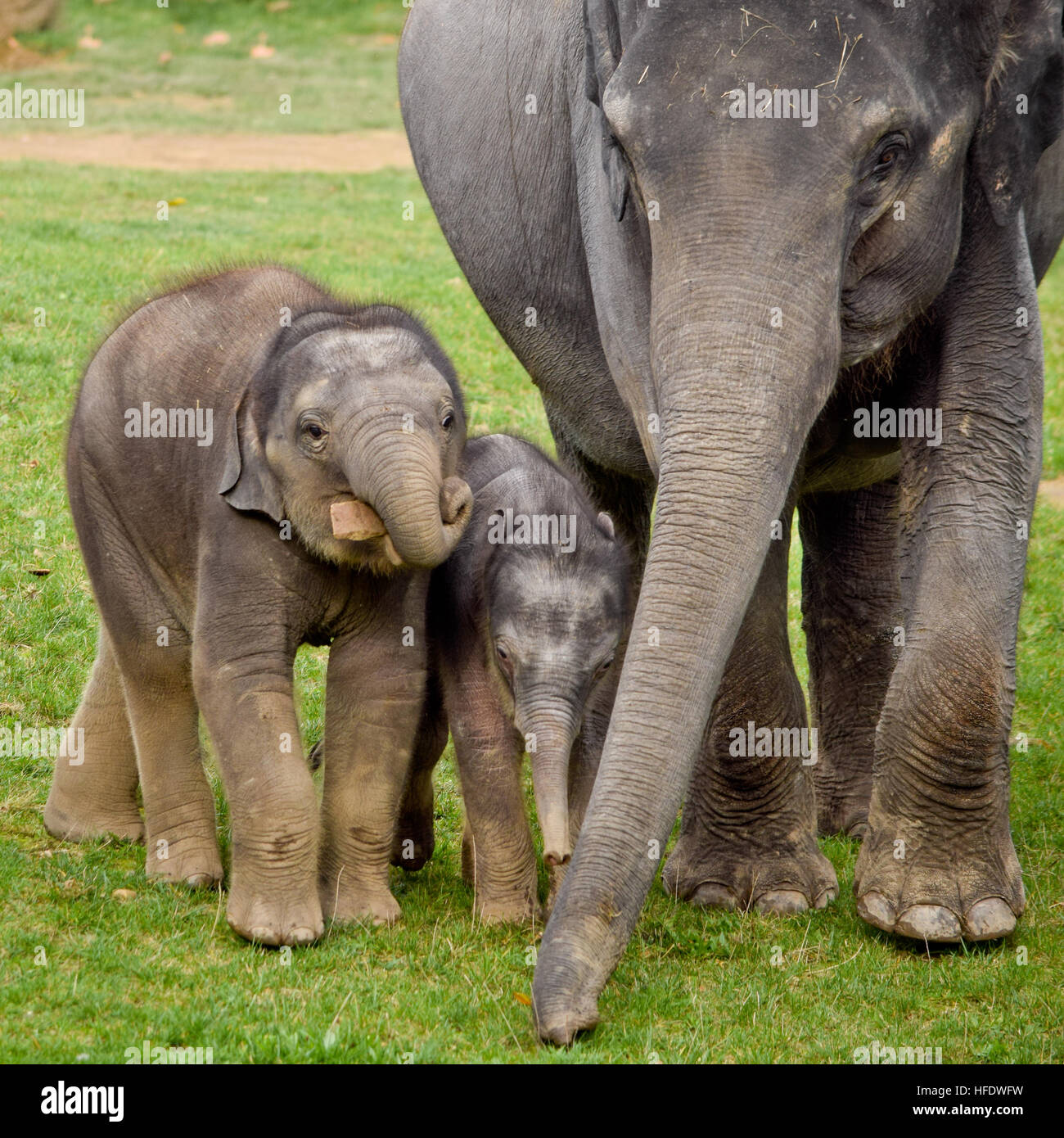 Asian elephant calves hi-res stock photography and images - Alamy