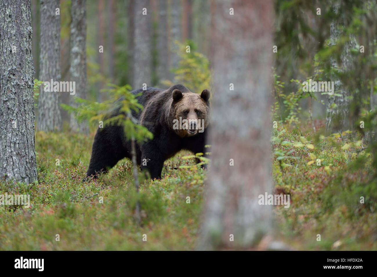 Big male bear walking in the forest Stock Photo - Alamy