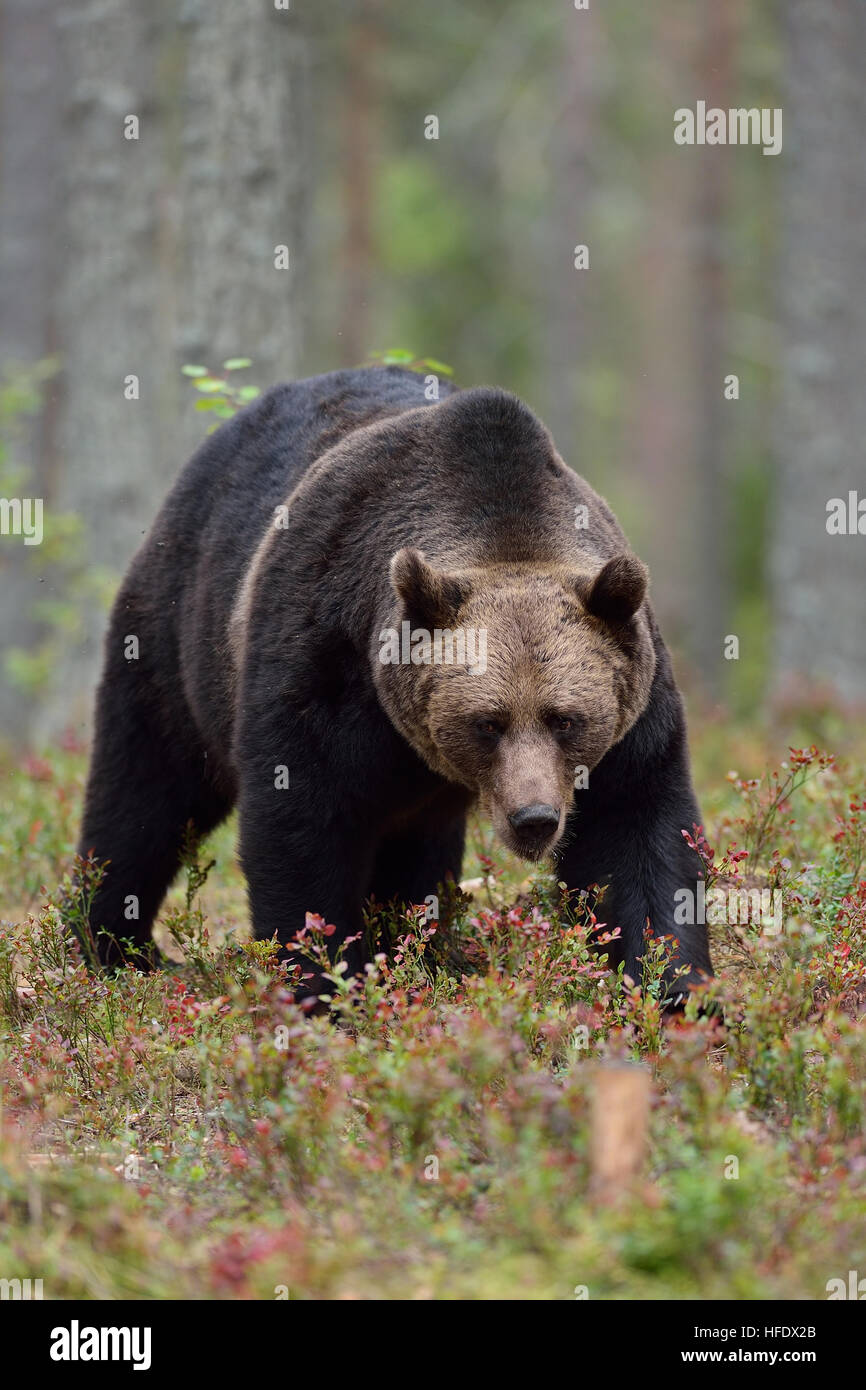 Male brown bear in the forest hi-res stock photography and images - Alamy
