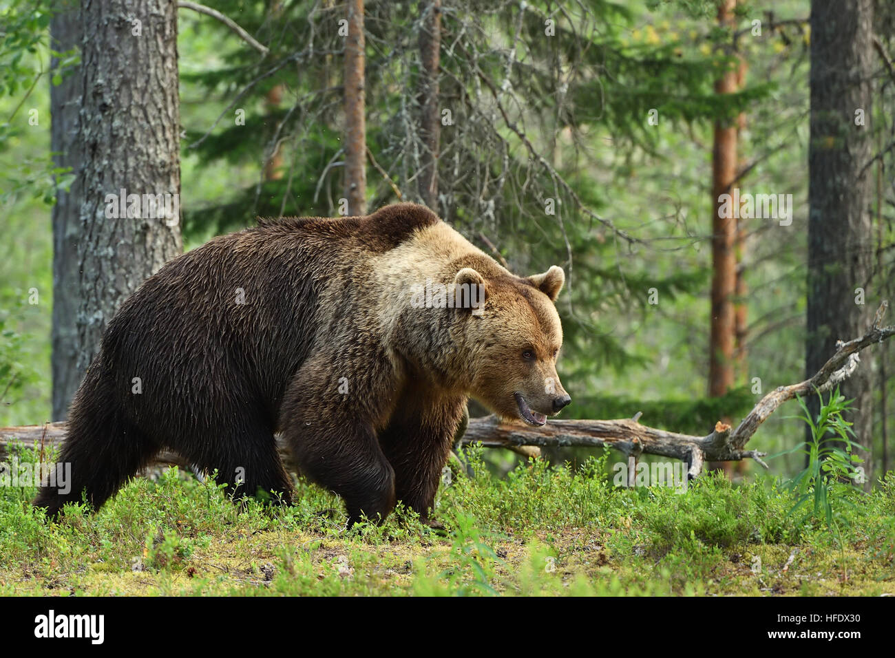 brown bear, forest background Stock Photo - Alamy