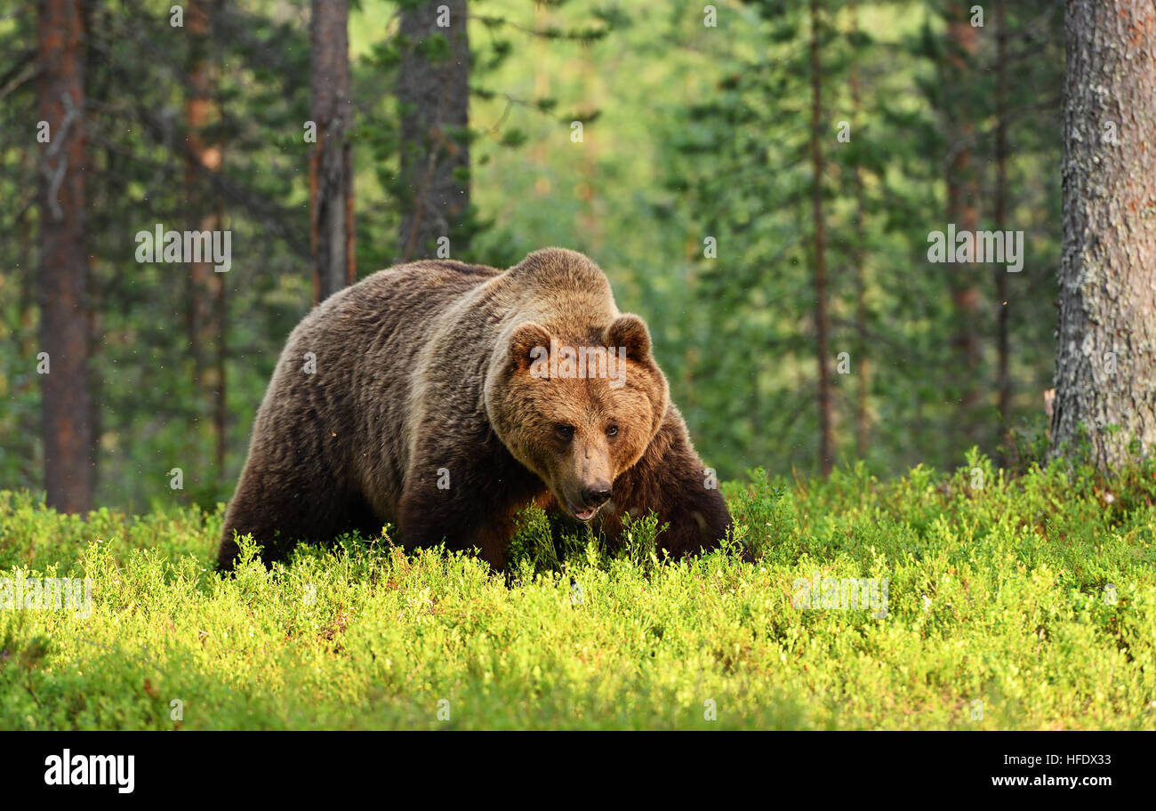 European brown bear in boreal forest hi-res stock photography and ...