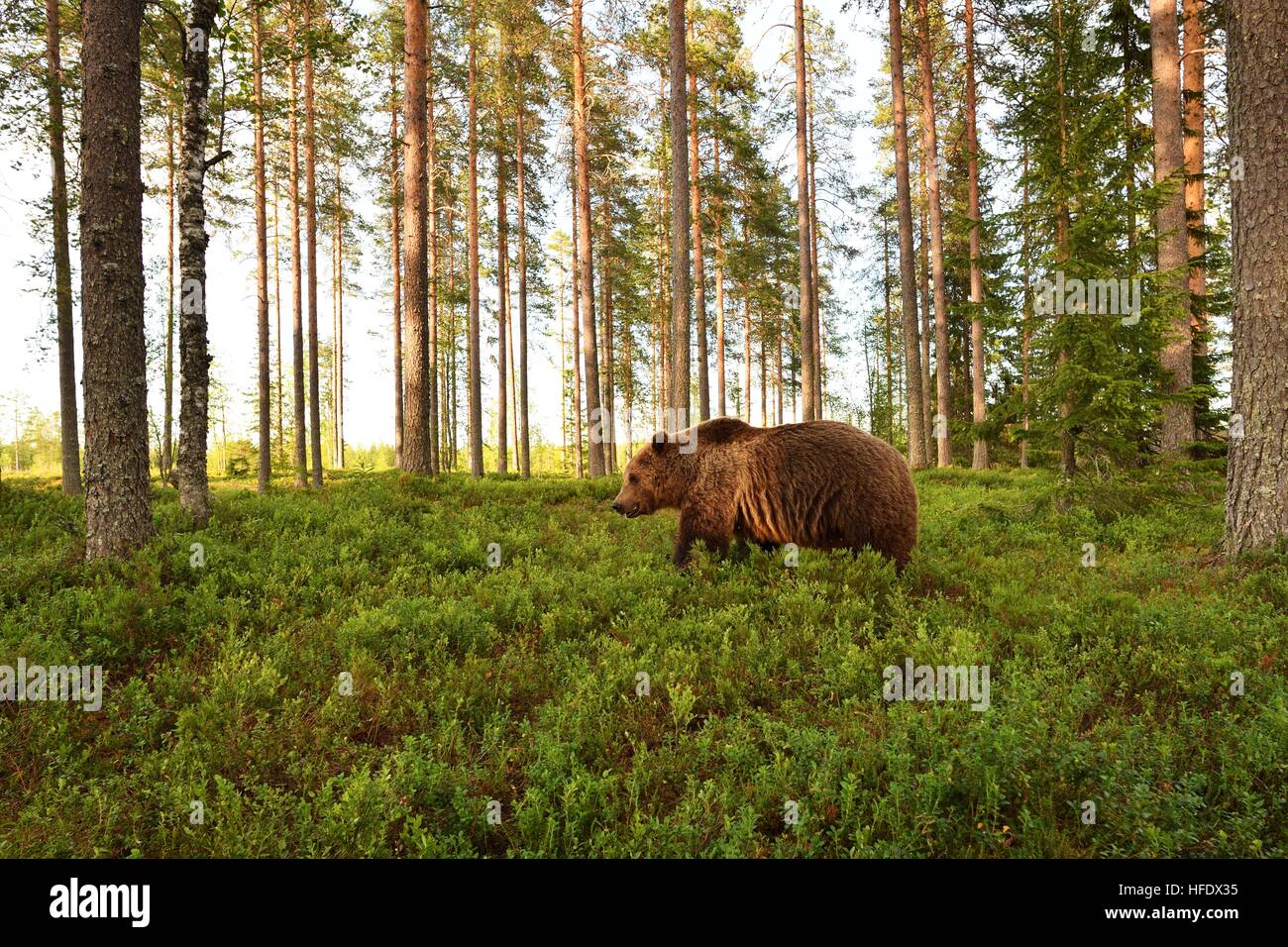 European brown bear in a forest landscape Stock Photo - Alamy