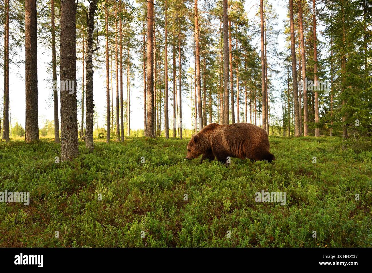 brown bear in a forest landscape at summer Stock Photo - Alamy