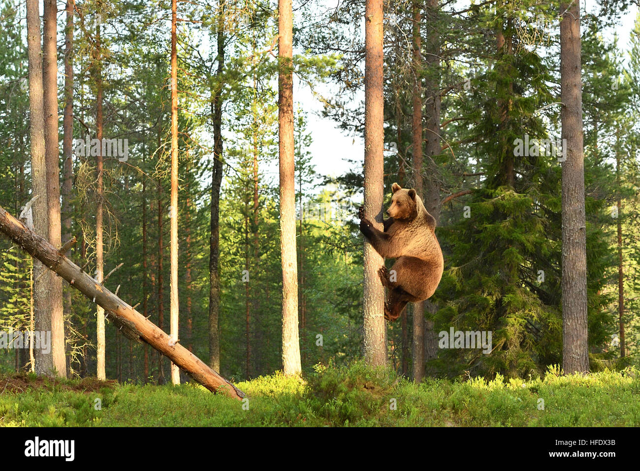 Brown bear climbing on a tree Stock Photo - Alamy