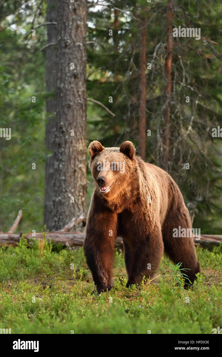 brown bear powerful posture in forest Stock Photo - Alamy