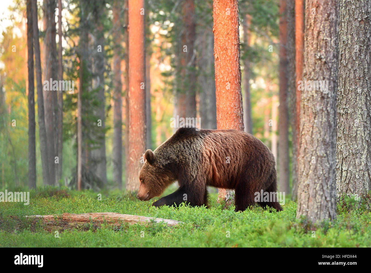 Brown Bear Walking