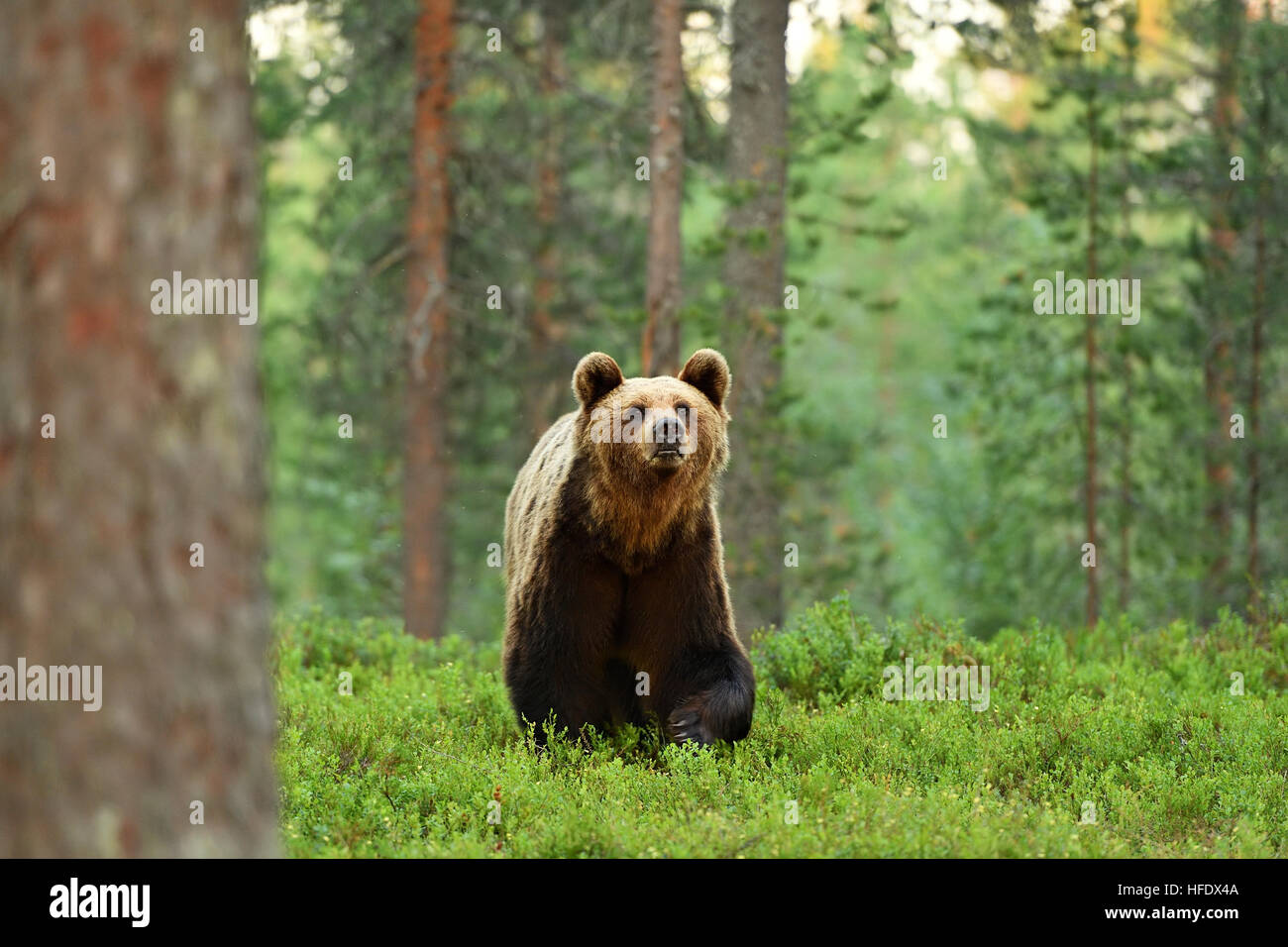 brown bear in a forest landscape Stock Photo - Alamy