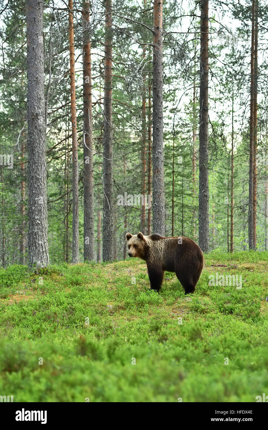 Bear in a forest hi-res stock photography and images - Alamy