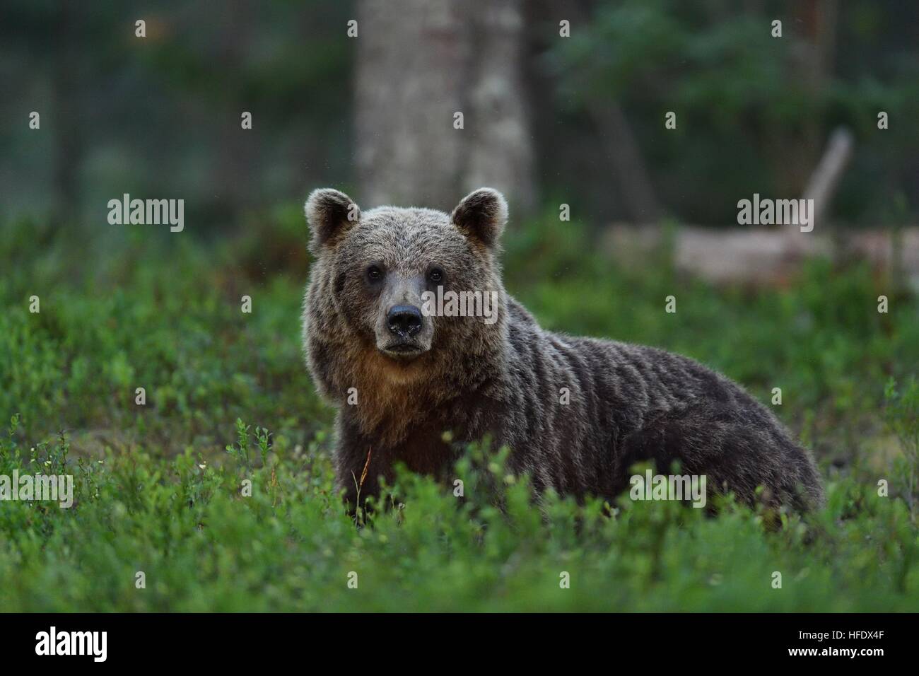 Grizzly bear eyes hi-res stock photography and images - Alamy