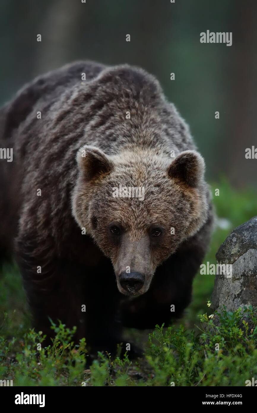 brown bear portrait at twilight. brown bear at night Stock Photo - Alamy