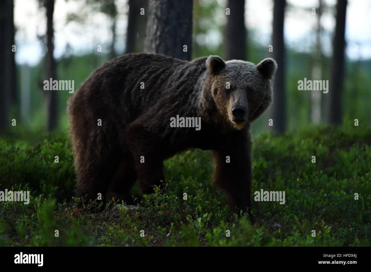 Brown bear at night Stock Photo - Alamy