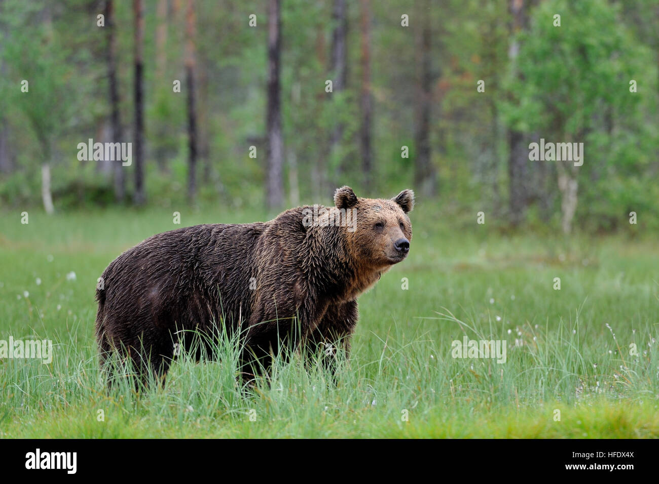 Old Brown Bear Stock Photo - Alamy
