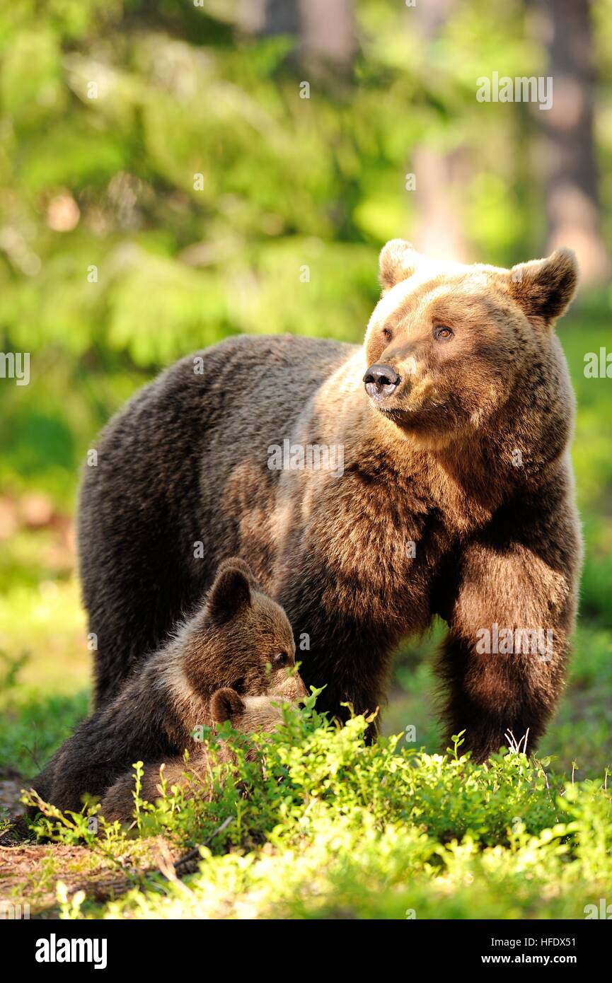Female brown bear with cubs Stock Photo - Alamy