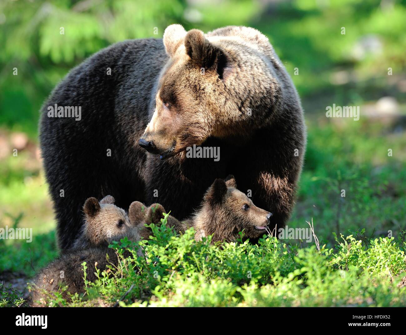 Brown Bear family Stock Photo - Alamy
