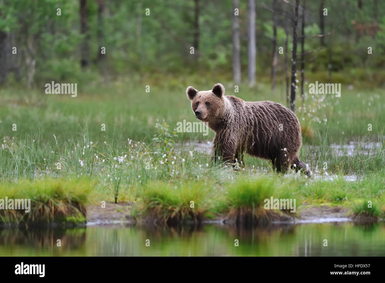 Brown Bear next to pond in a bog Stock Photo - Alamy