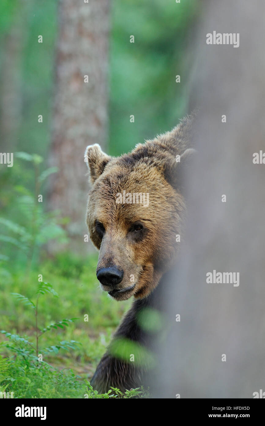 Big Brown Bear behind a tree Stock Photo - Alamy