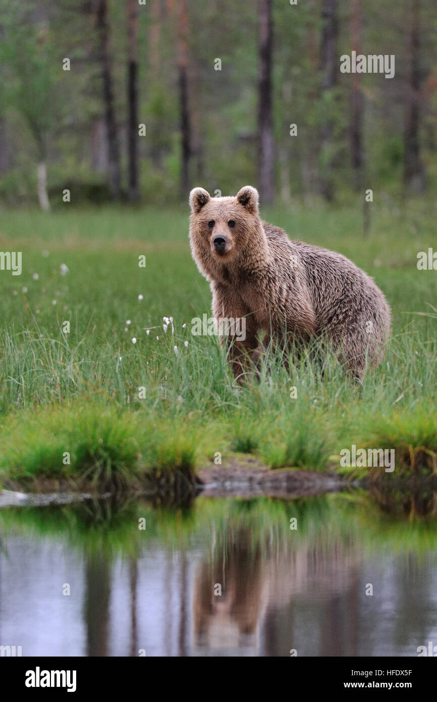 Brown bear in forest Stock Photo - Alamy