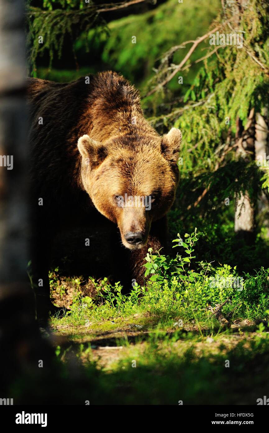 Brown bear in the forest Stock Photo - Alamy