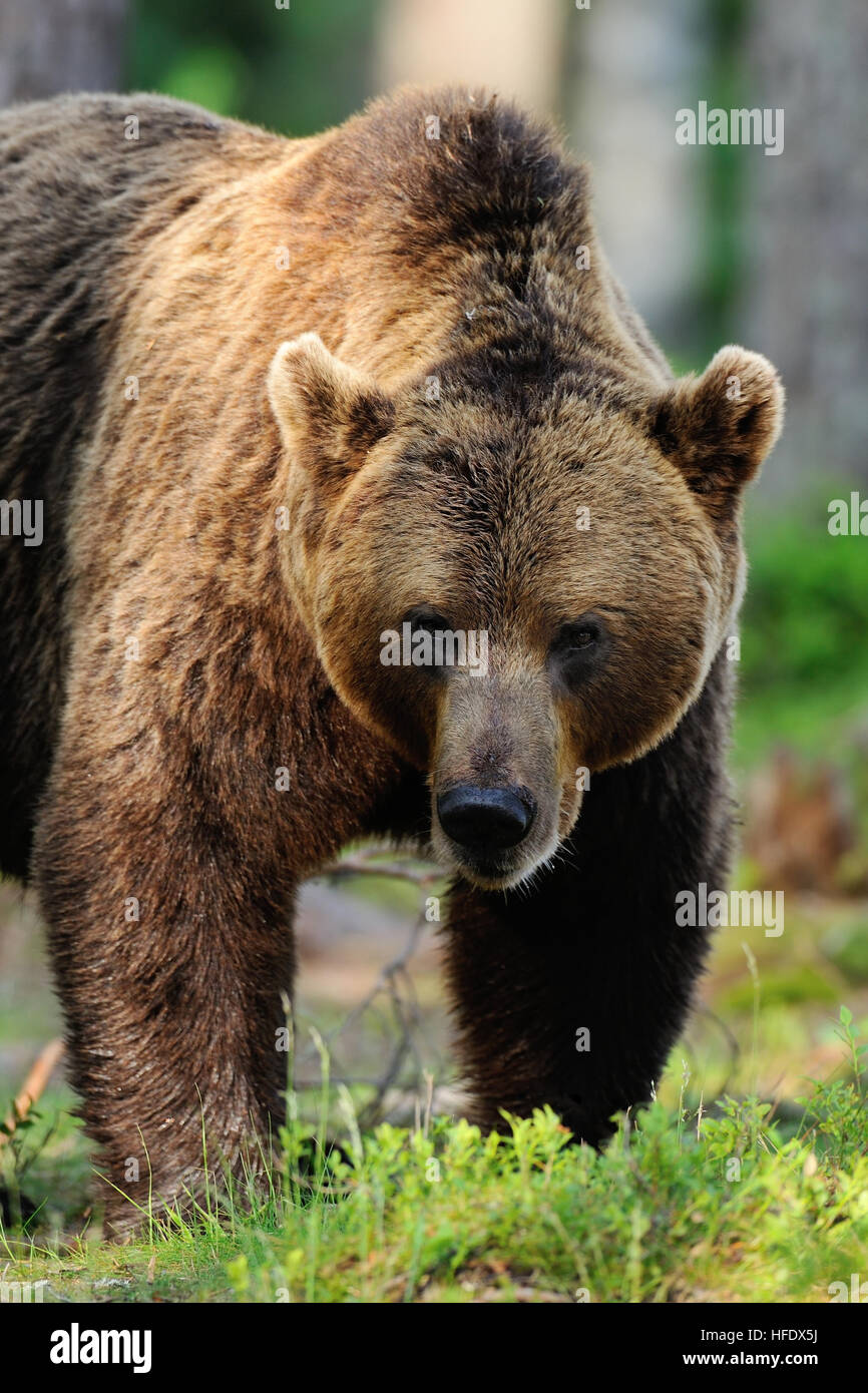 brown bear portrait. male brown bear Stock Photo - Alamy