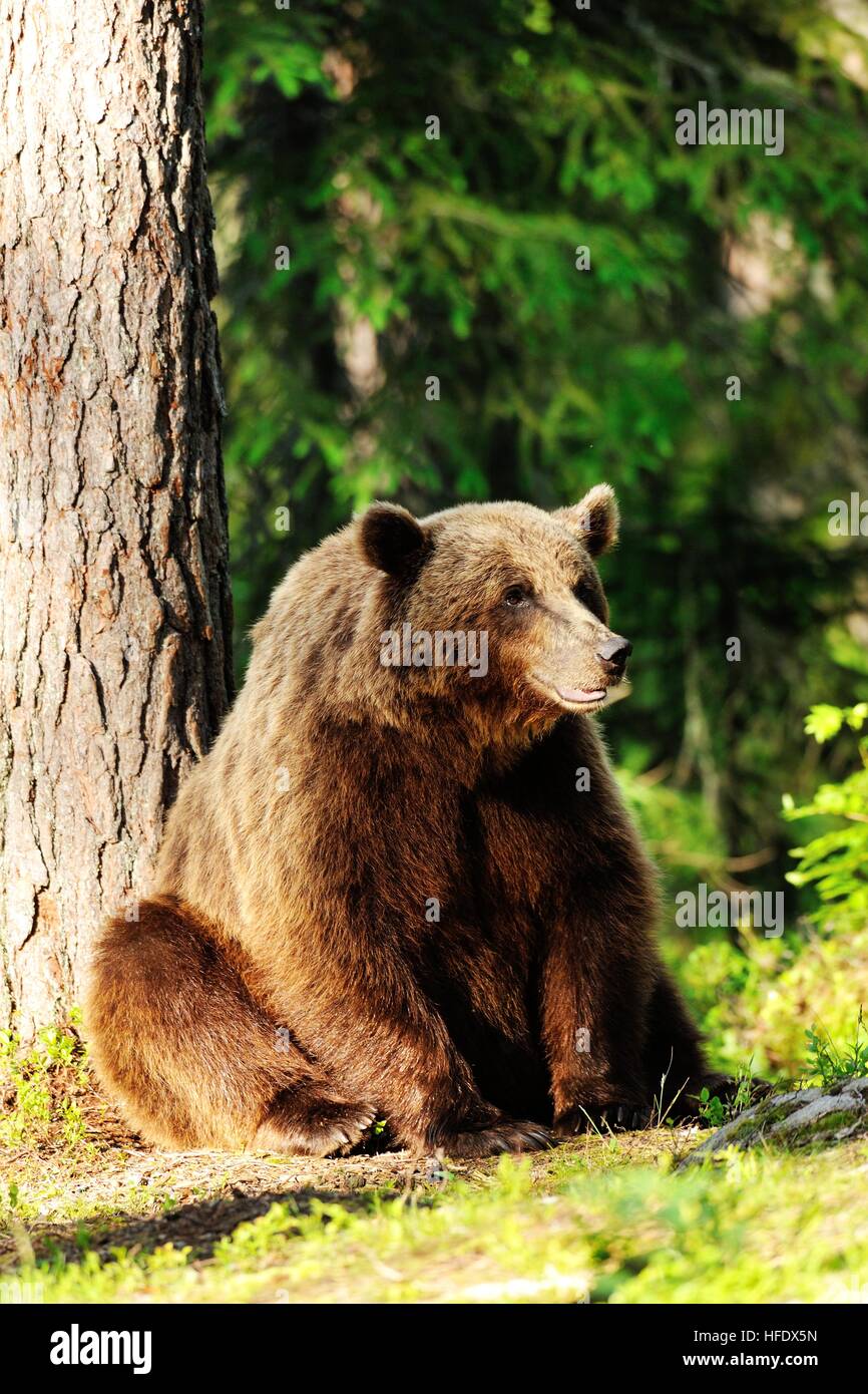 Brown bear sitting against a tree Stock Photo - Alamy