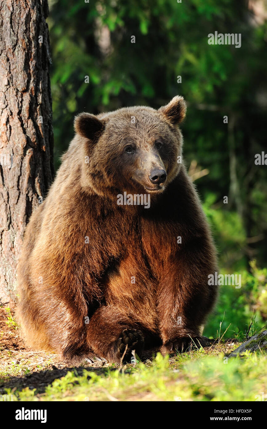 Male grizzly bear face close up hi-res stock photography and images - Alamy