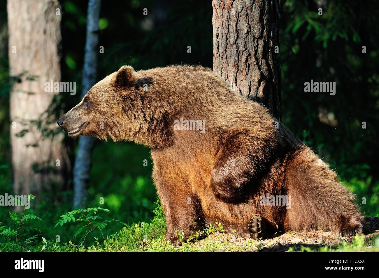 Brown bear resting Stock Photo - Alamy