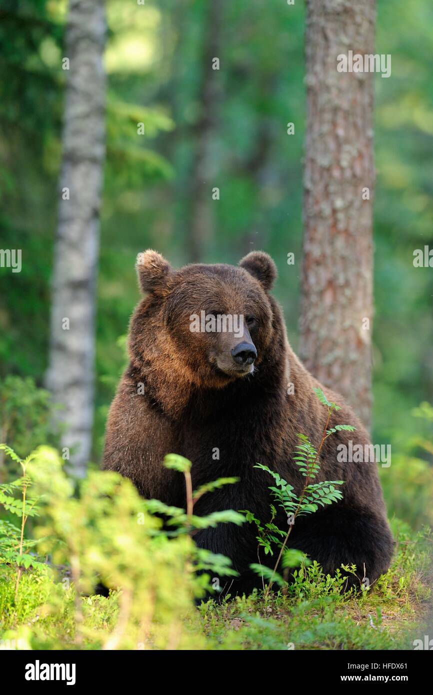 Chilling bear hi-res stock photography and images - Alamy