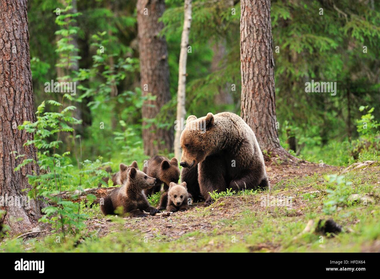European brown bear cubs hi-res stock photography and images - Alamy