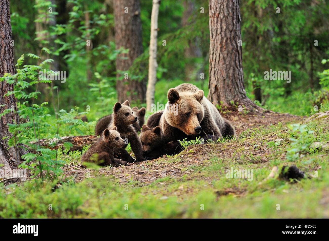 Bear family hi-res stock photography and images - Alamy