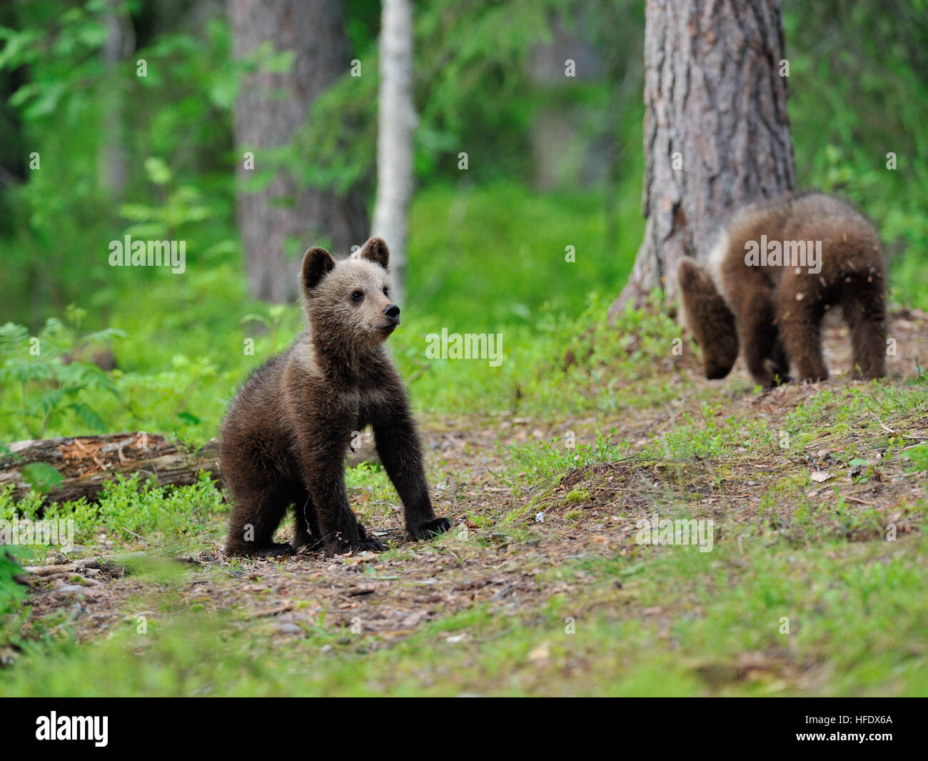 Brown bear cub in the forest Stock Photo - Alamy