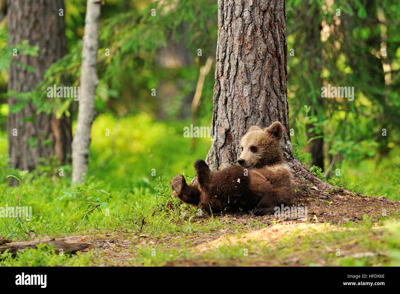 Funny bear cub hi-res stock photography and images - Alamy