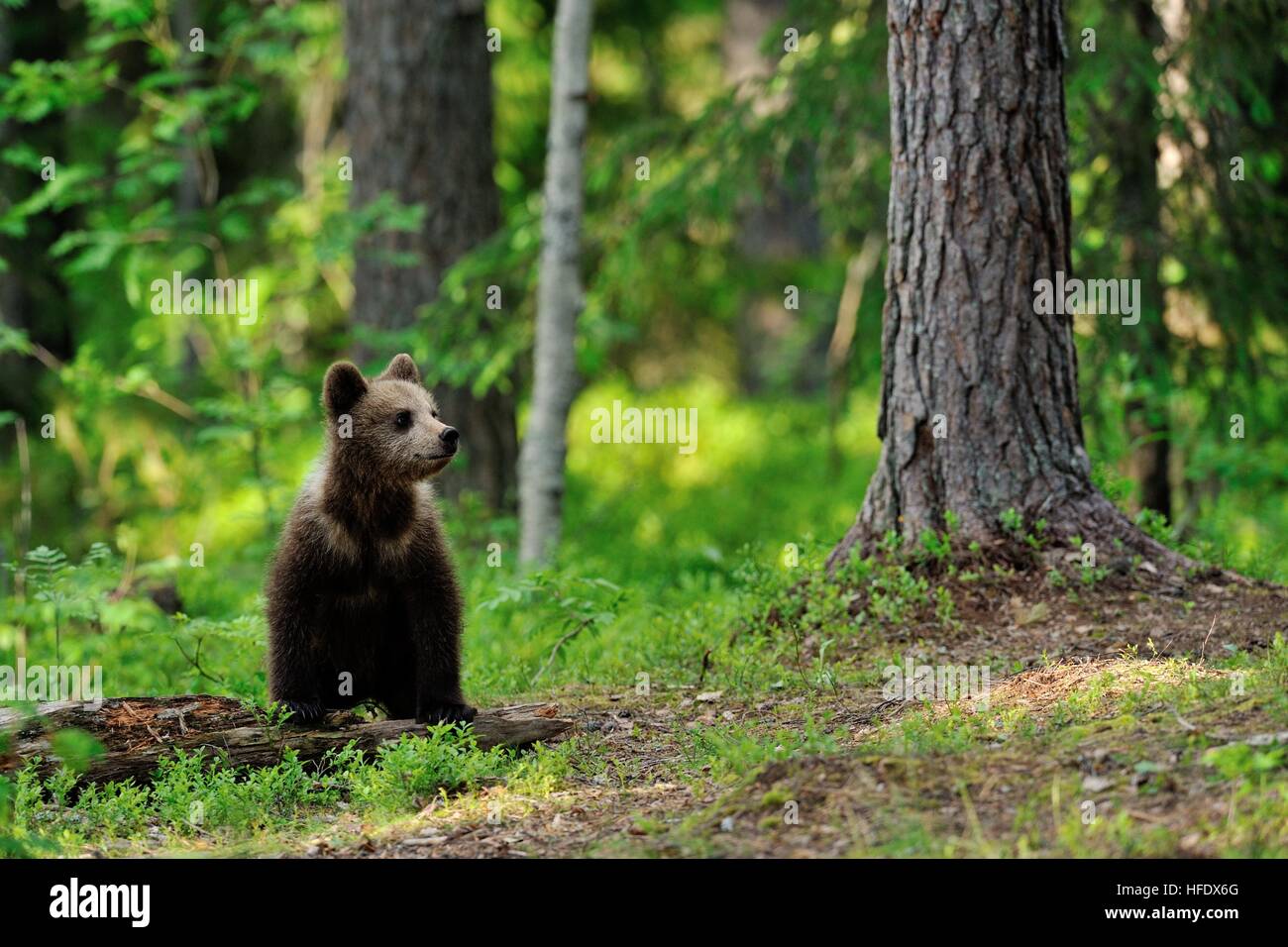 Bear cub in the woods hi-res stock photography and images - Alamy