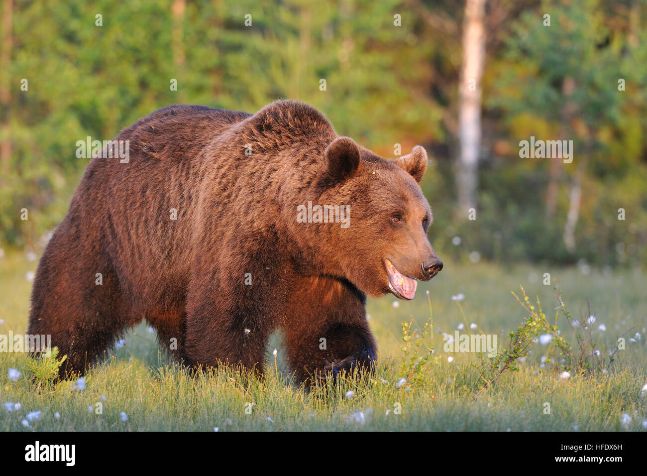 Smiling bear hi-res stock photography and images - Alamy