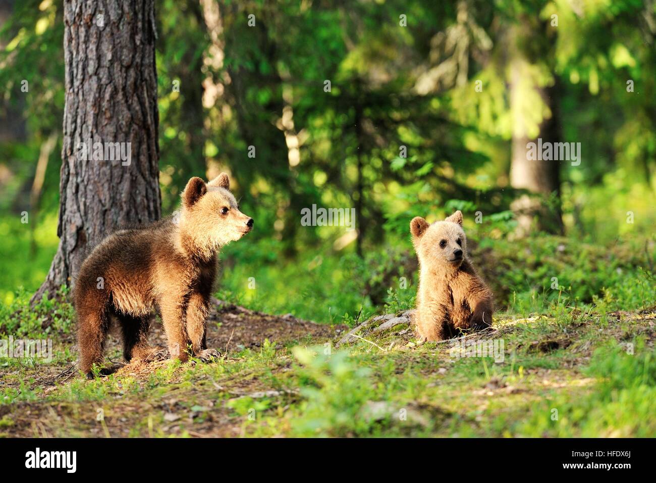 Chilling bear hi-res stock photography and images - Alamy