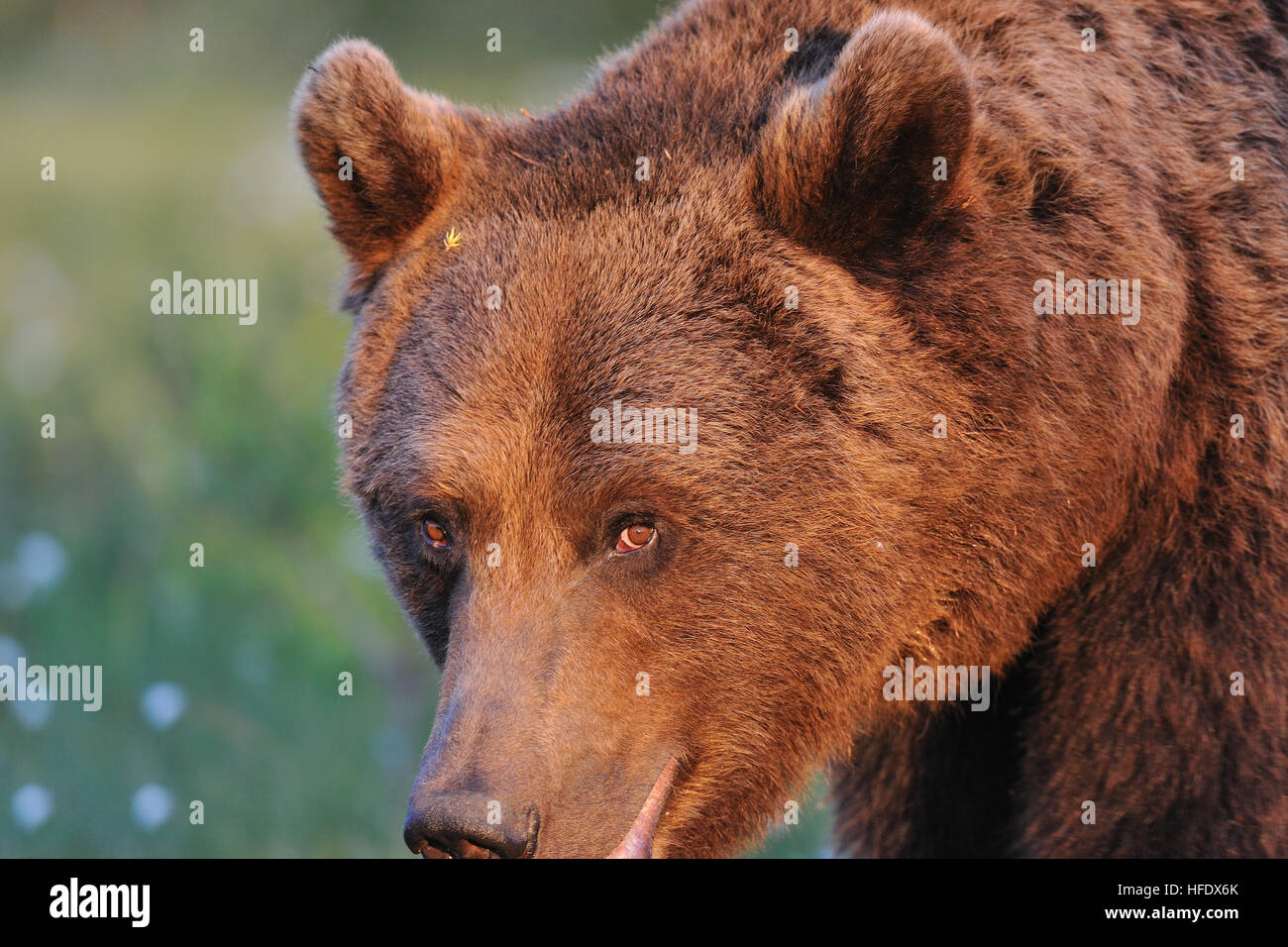 Big sun bear hi-res stock photography and images - Alamy