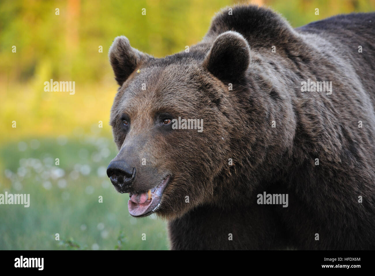 Powerful bear hi-res stock photography and images - Alamy