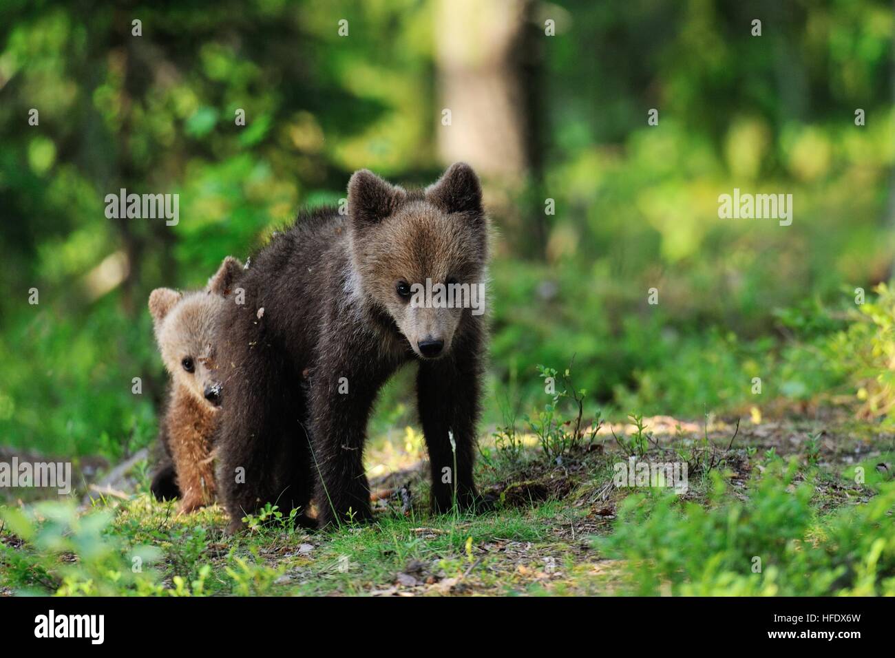 Brown bear protection hi-res stock photography and images - Alamy
