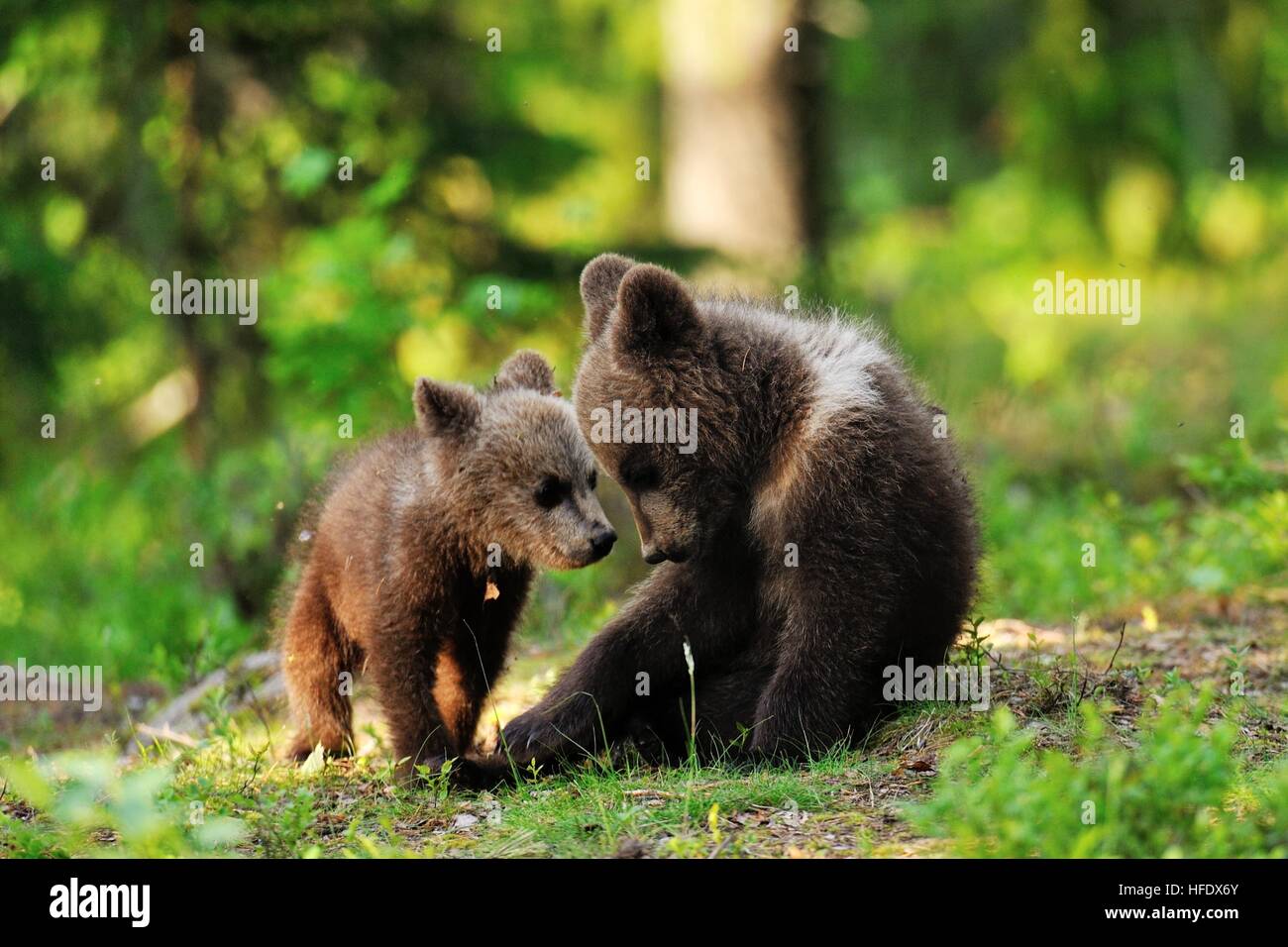 Bear cubs in forest Stock Photo - Alamy
