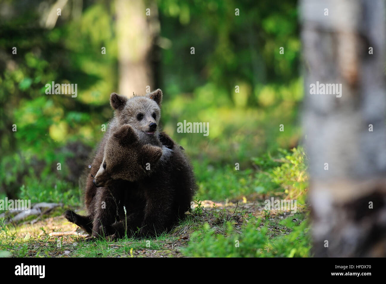 Bear cubs playing Stock Photo - Alamy