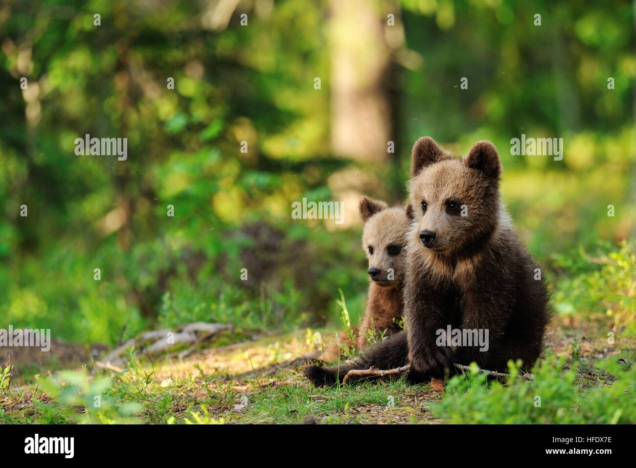 Bear cubs in forest Stock Photo - Alamy
