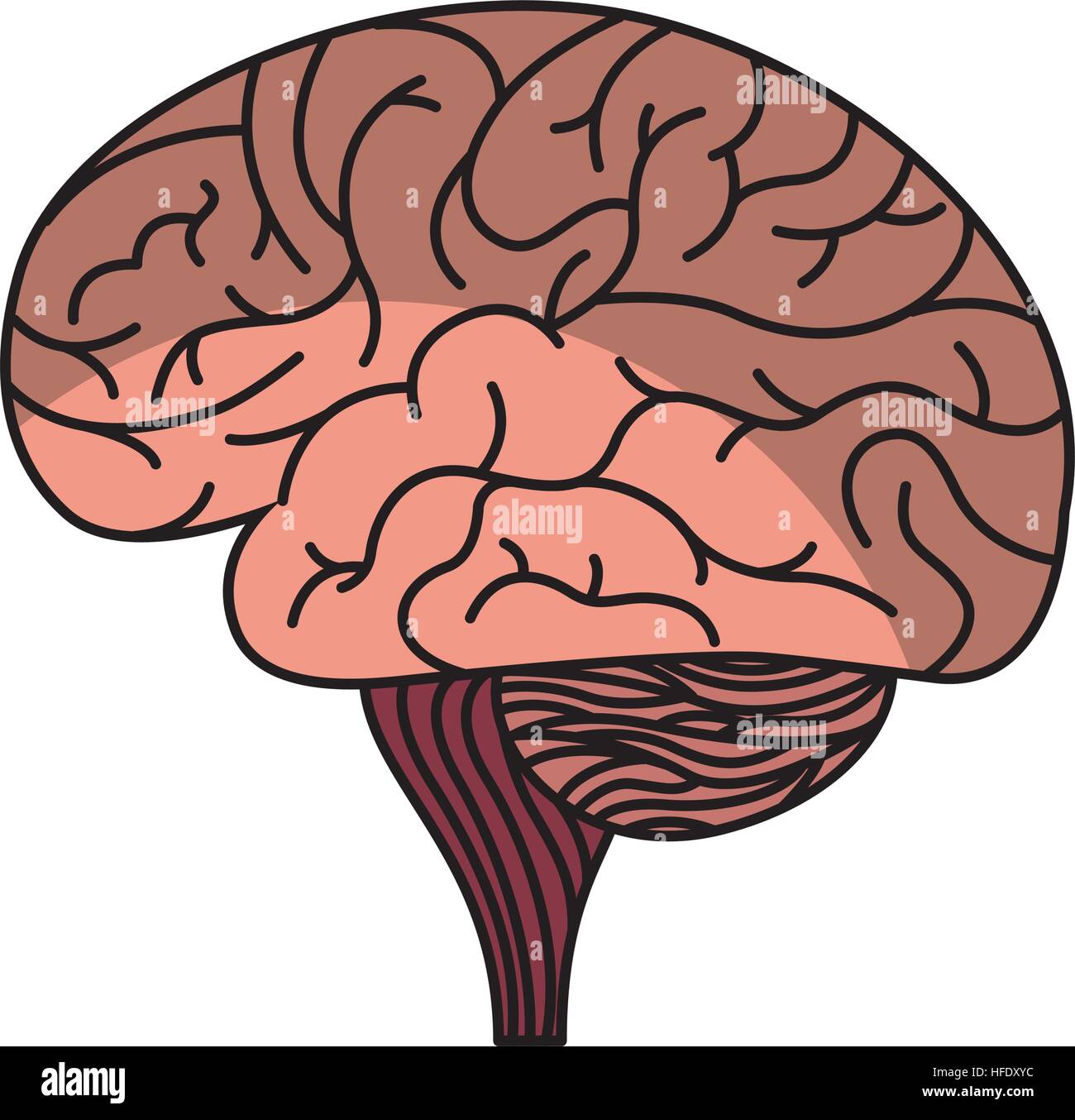 human brain organ isolated icon vector illustration design Stock Vector ...