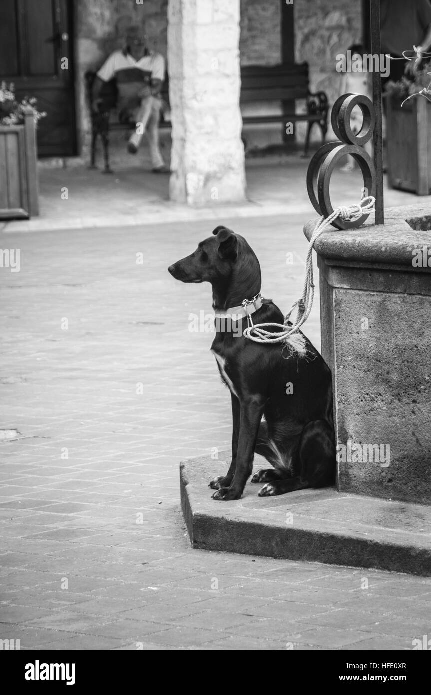 dog tied up in France Stock Photo - Alamy