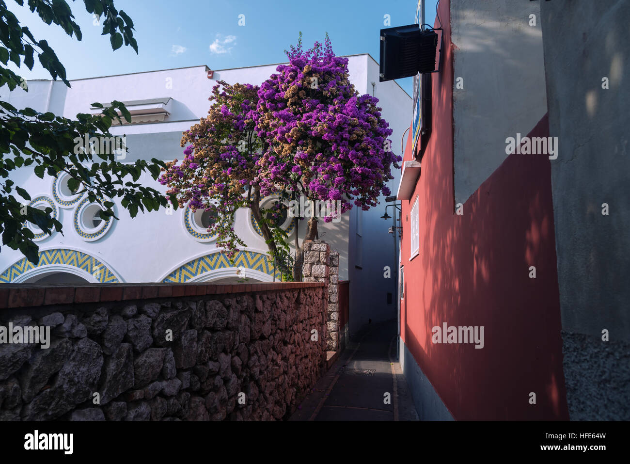Narrow street and blooming tree, Capri, an island, Bay of Naples, Italy ...