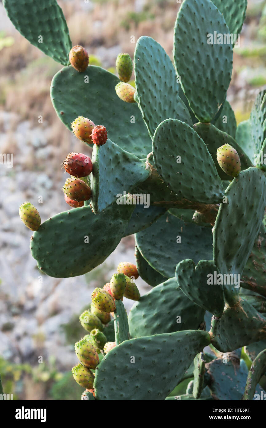 Cactus fruits, cactus in Augustus garden, Capri, an island, Bay of ...