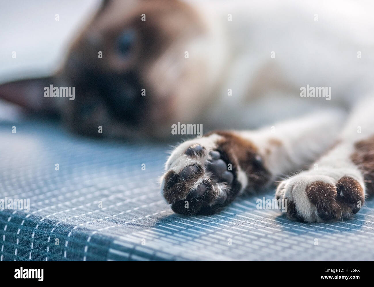 Cat paws close up hi-res stock photography and images - Alamy