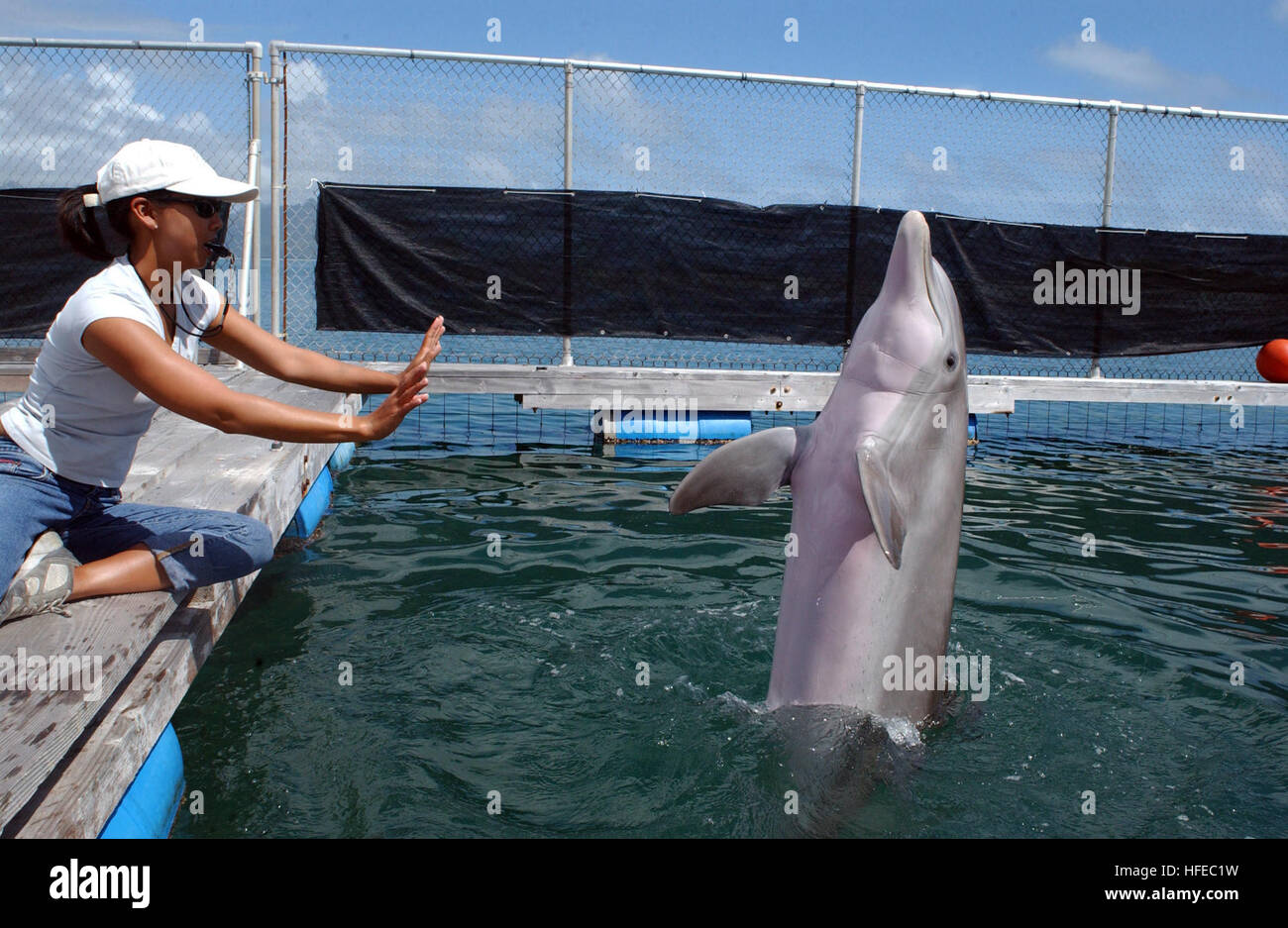 Echolocation dolphin hi-res stock photography and images - Alamy