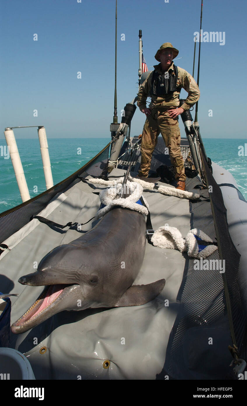 A bottlenose dolphin participates in training aboard USS Gunston Hall ...