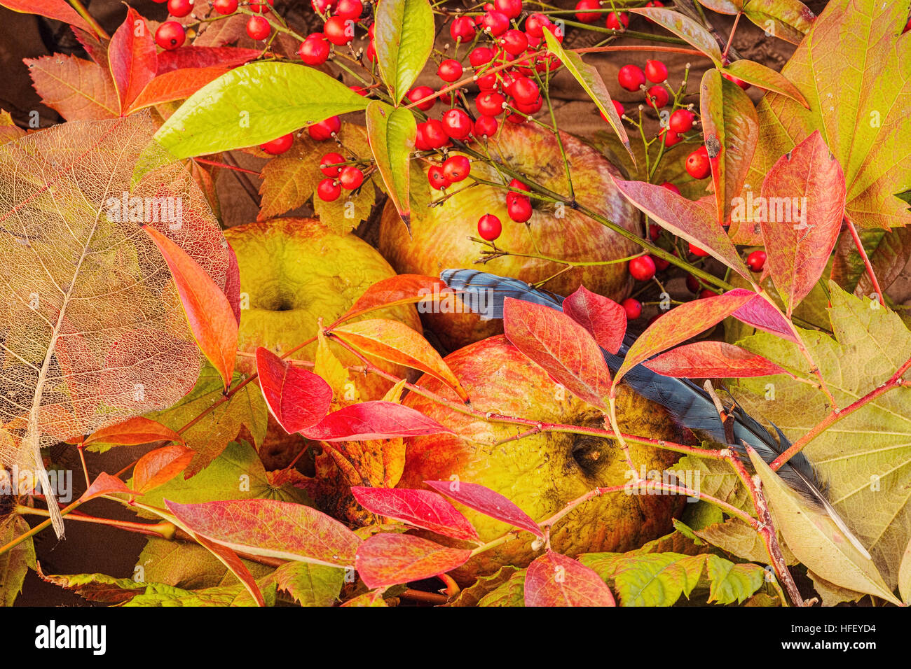 Fall color still life. Apples, Heavenly Bamboo, Bluebery, Ace Maple ...