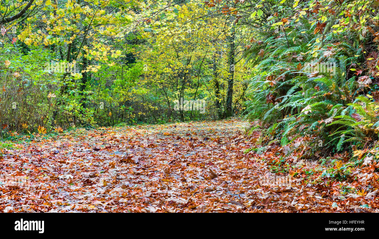 Road covered in maple leafs. Fall color in Saltwater State Park, King ...